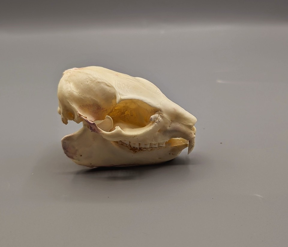 Rock Hyrax Skulls, Bones, Animal Skulls, Gift, Taxidermy, Gothic, Curio ...
