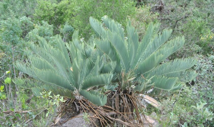 Encephalartos Eugene-Maraisii WATERBERG CYCAD Ice Blue Cycads Nursery ...
