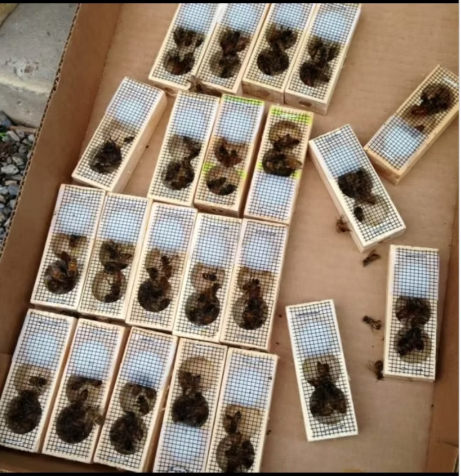 Apitherapy Honey Bee Venom Therapy Mini Pac of Live Bees 12-15 Bees | eBay