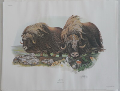 Richard Timm Musk Ox 22"x28" Registered & Signed Lithography Fine Art ...