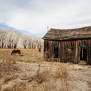 Horse Heading to the Barn | eBay Stores