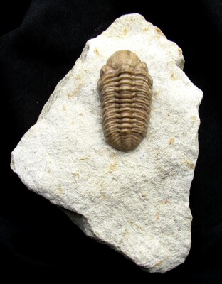 VERY NICE PRONE LOCHOVELLA TRILOBITE FOSSIL OKLAHOMA W/COMPOUND EYES- BLACK CAT! | eBay