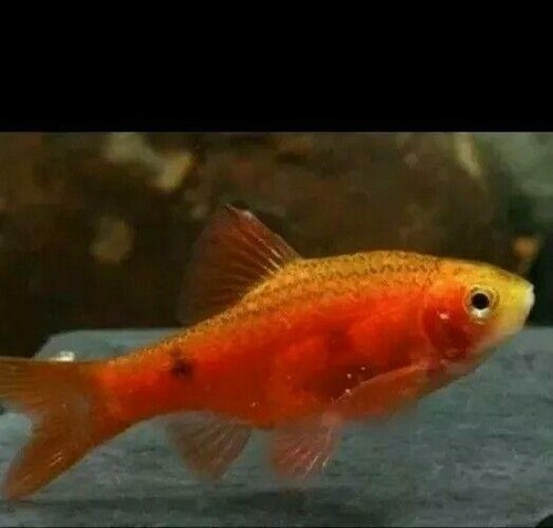 4 PACK RED GLASS ROSY BARB TROPICAL FISH | eBay