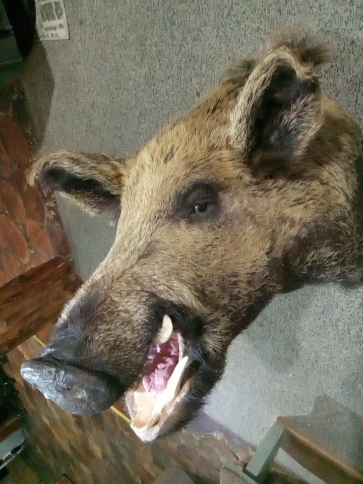 Taxidermy Trophy Wild Boar Huge Awesome Mount Hunting Decor | eBay