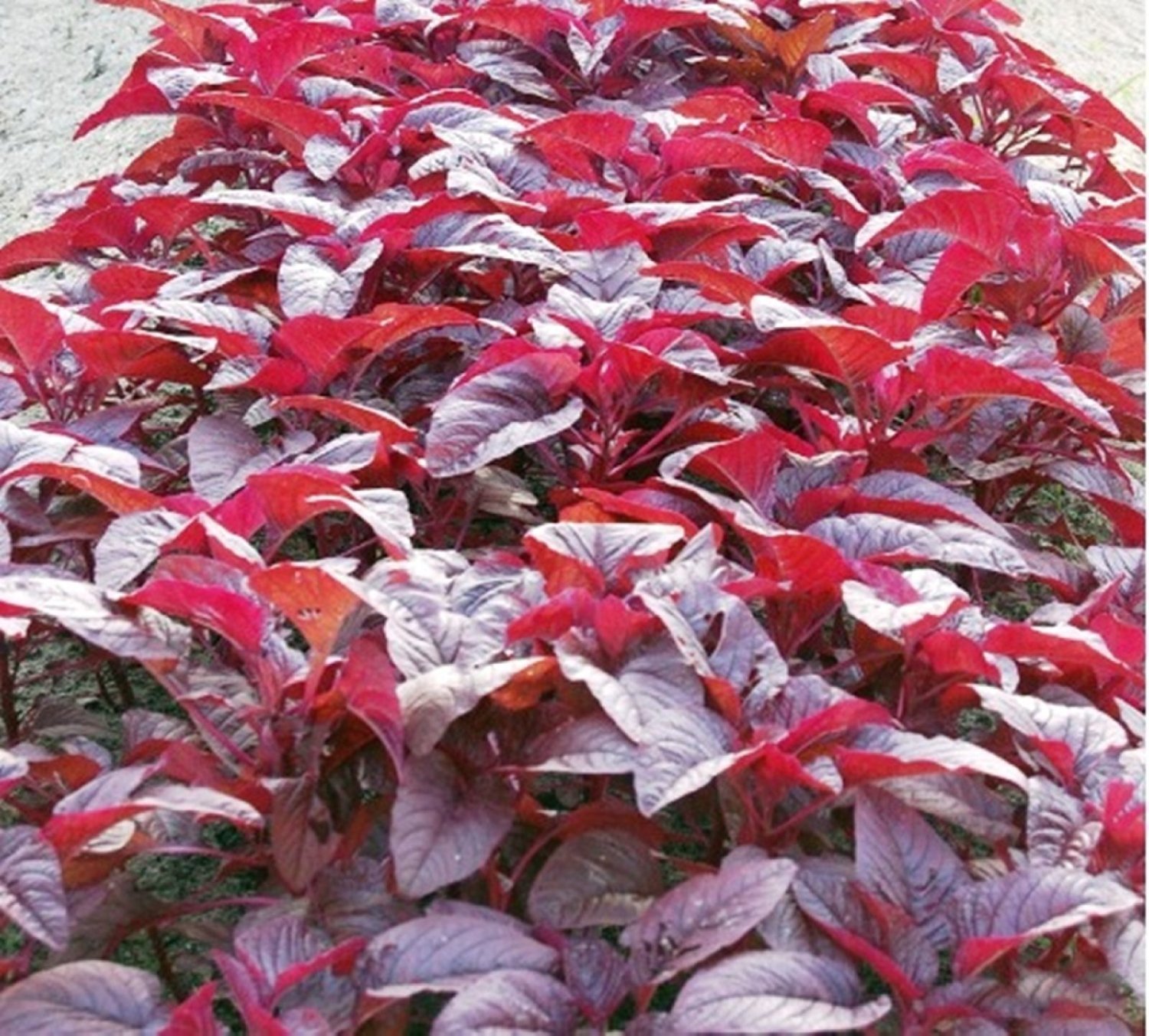 Red Spinach Seeds