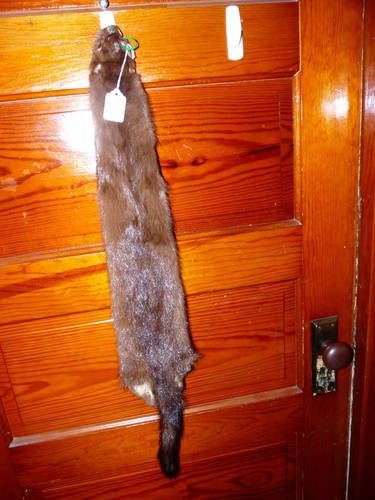 BEAUTIFUL tanned WILD MINK fur pelt skin taxidermy 4 feet claws NATIVE ...