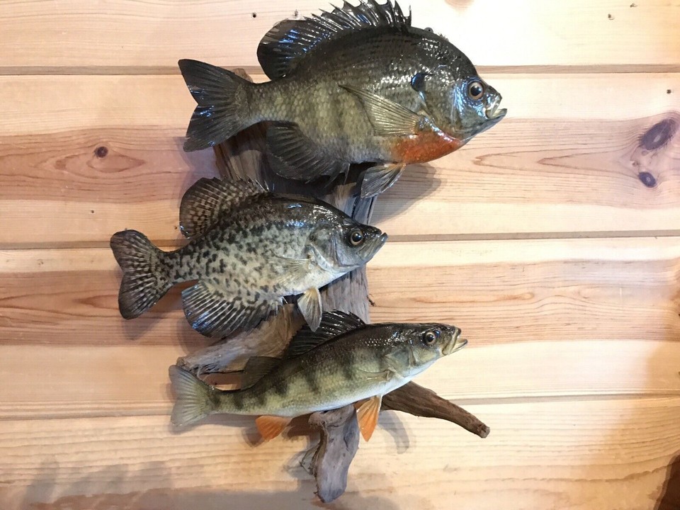 Beautiful Sunfish Crappie Perch Fish Taxidermy Wall Mount Art Wildlife ...