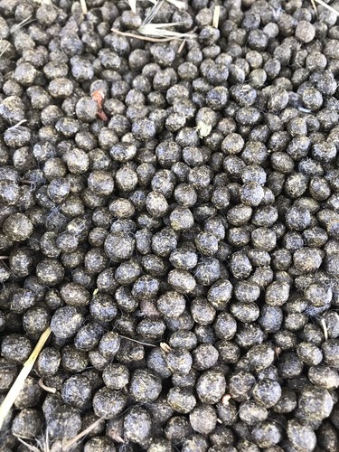 3lbs Pounds Rex Rabbit Poop Pellet Manure Organic Garden Fertilizer | eBay