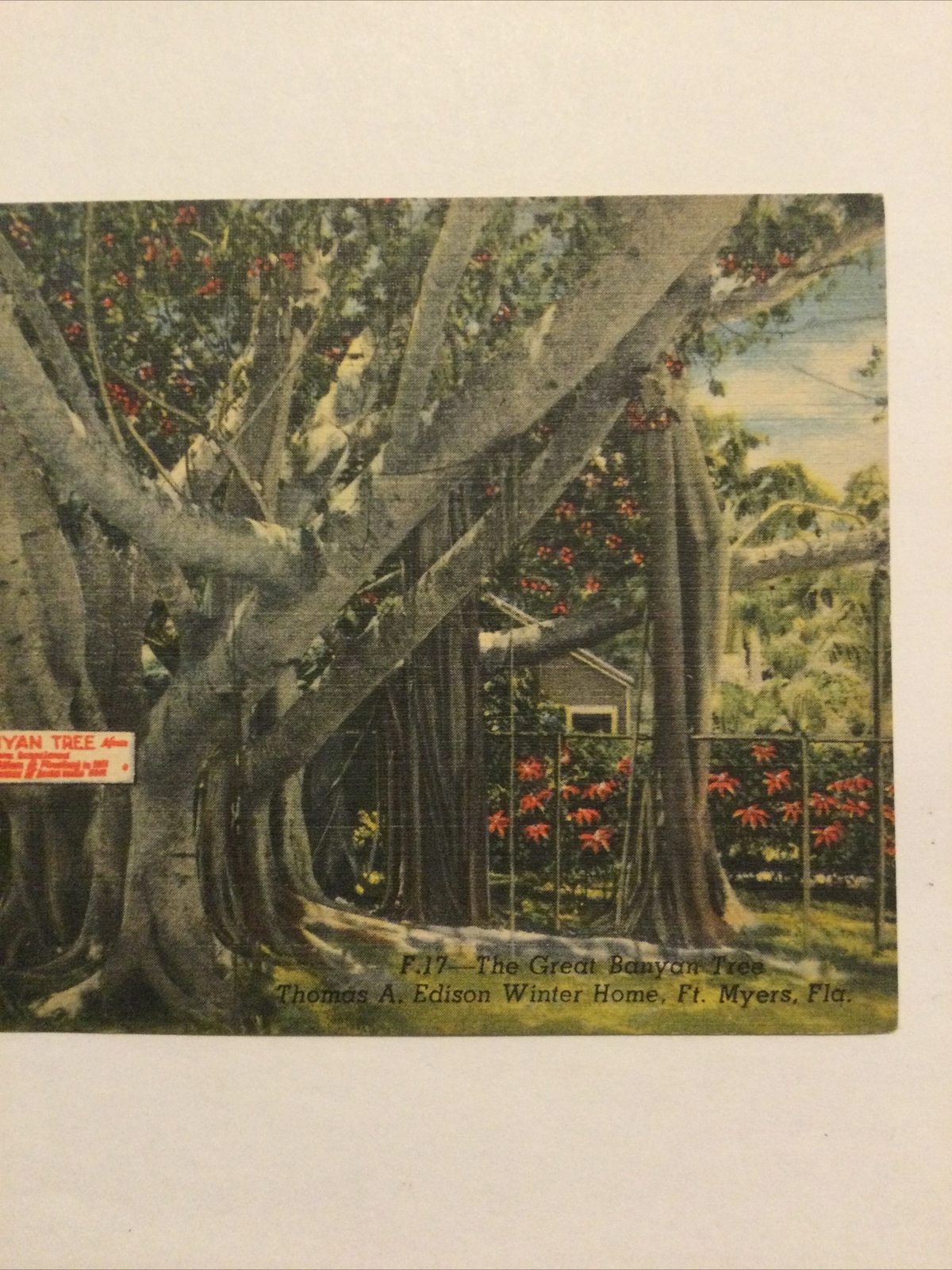 Postcard Linen The Great Banyan Tree, Thomas Edison Winter Home, Ft ...