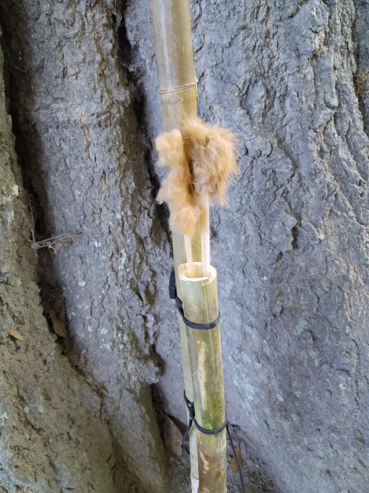 **AWESOME VINTAGE NATIVE AMERICAN CHOCTAW TRADITIONAL CANE BLOW GUN ...