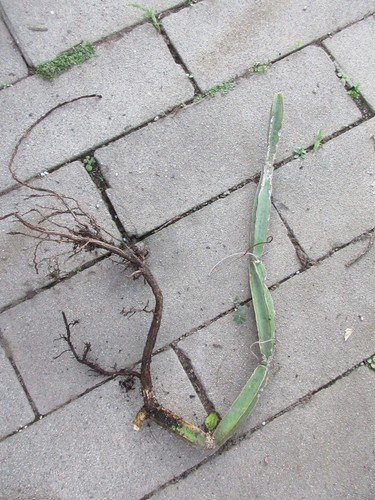 VEDLT GRAPE ROOTED Cucumber Cactus Cissus Quadrangularis #2 | eBay