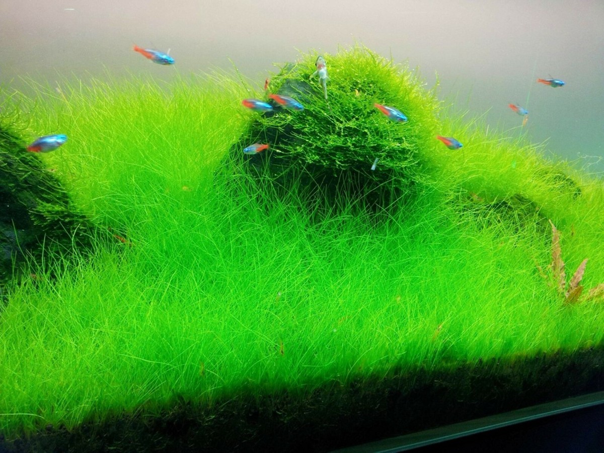 1000 Mixed Aquatic Grass Seed Water Plant Seeds Aquarium Aquarium