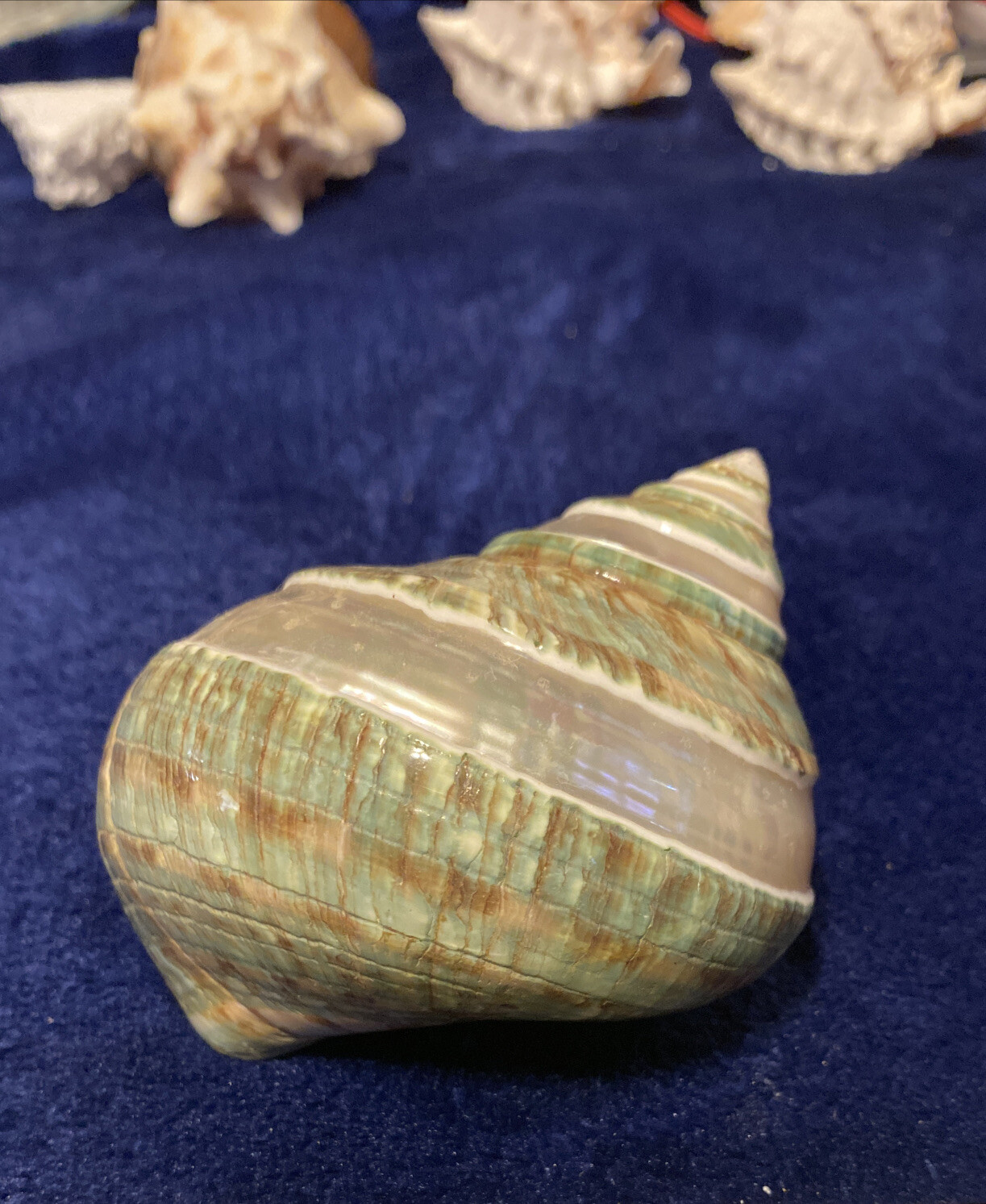 Vintage Green Turban Seashell Conch Shell home Decor 3” Gorgeous | eBay