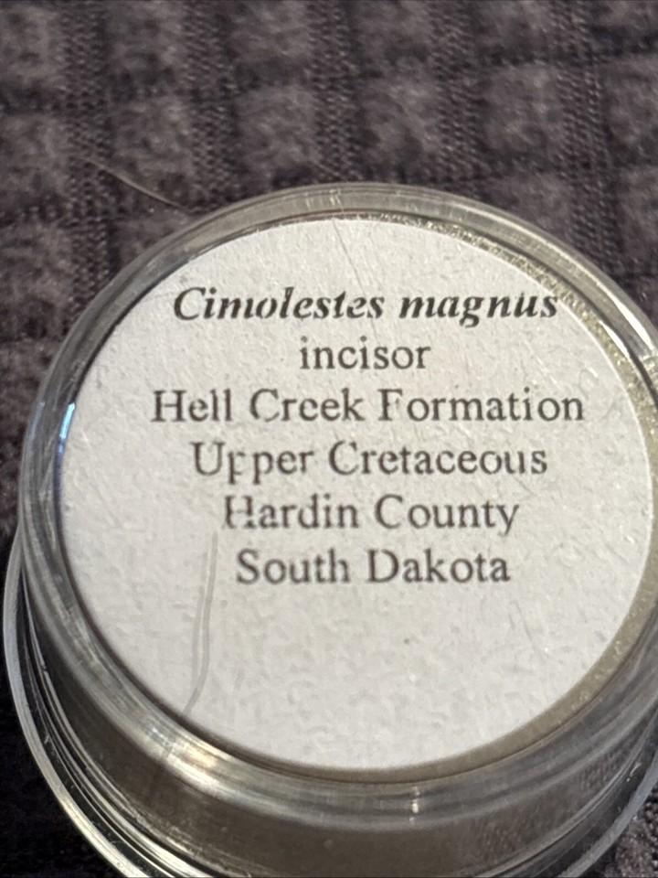 Fossil Mesozoic Mammal Dino Age Cimolestes Tooth From South Dakota | eBay