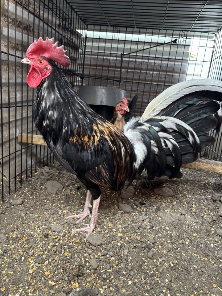 8 Brass back butchers Hatching Eggs american gamefowl, poultry, chicken ...