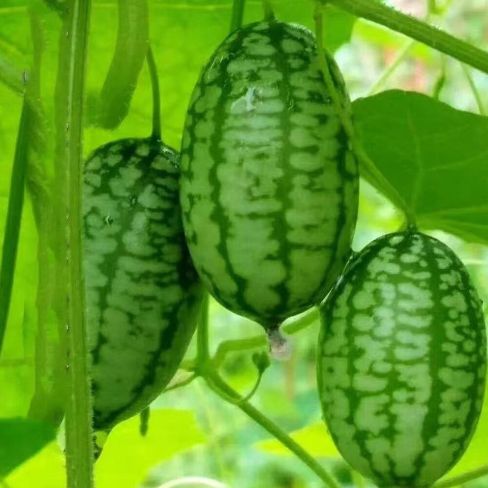 50pcs Mini Thumb Watermelon Organic Fruits Vegetables Balcony Planting ...