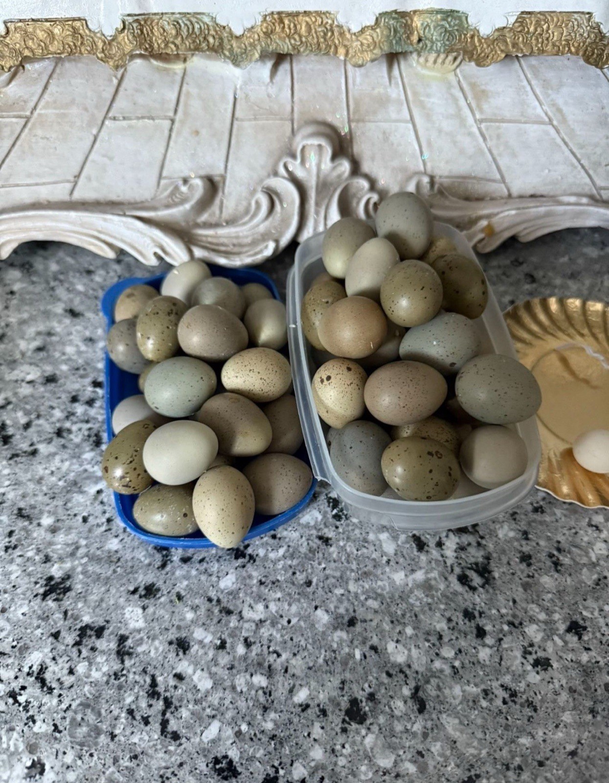 2 Dozen White Button quail hatching eggs | eBay