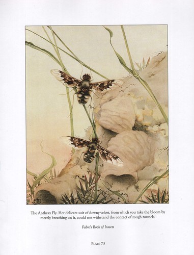 Beautiful Vintage Bird Print ~ Anthrax Fly FABRE'S Book Of Insects ...