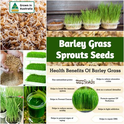 BARLEY 400g-2kg Seeds AUSTRALIAN sprout sprouting sprouts EASY GROW ...