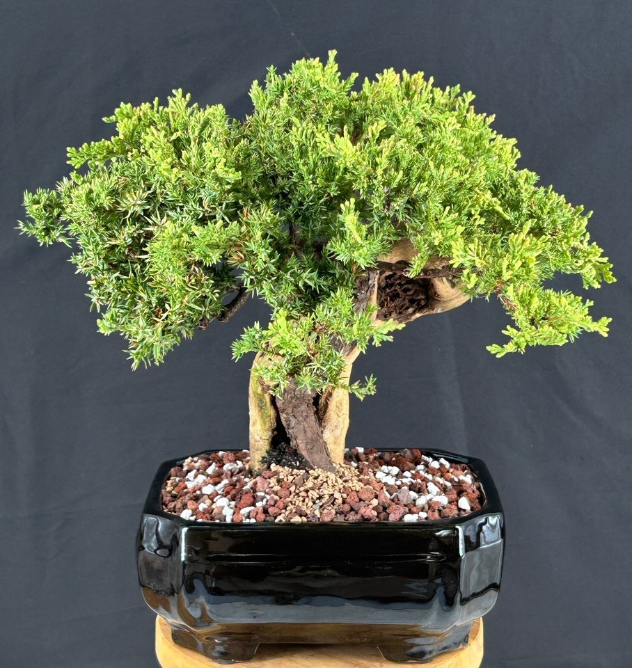 Juniper Bonsai Tree 13"H-Phoenix Graft Outdoor Evergreen Juniper ...