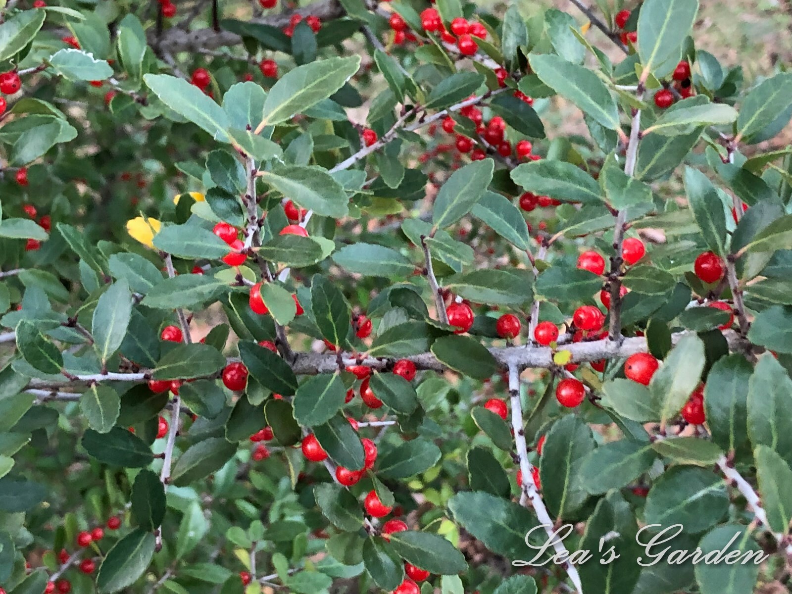 yaupon (Ilex vomitoria)—100 seeds ($3.00) | eBay