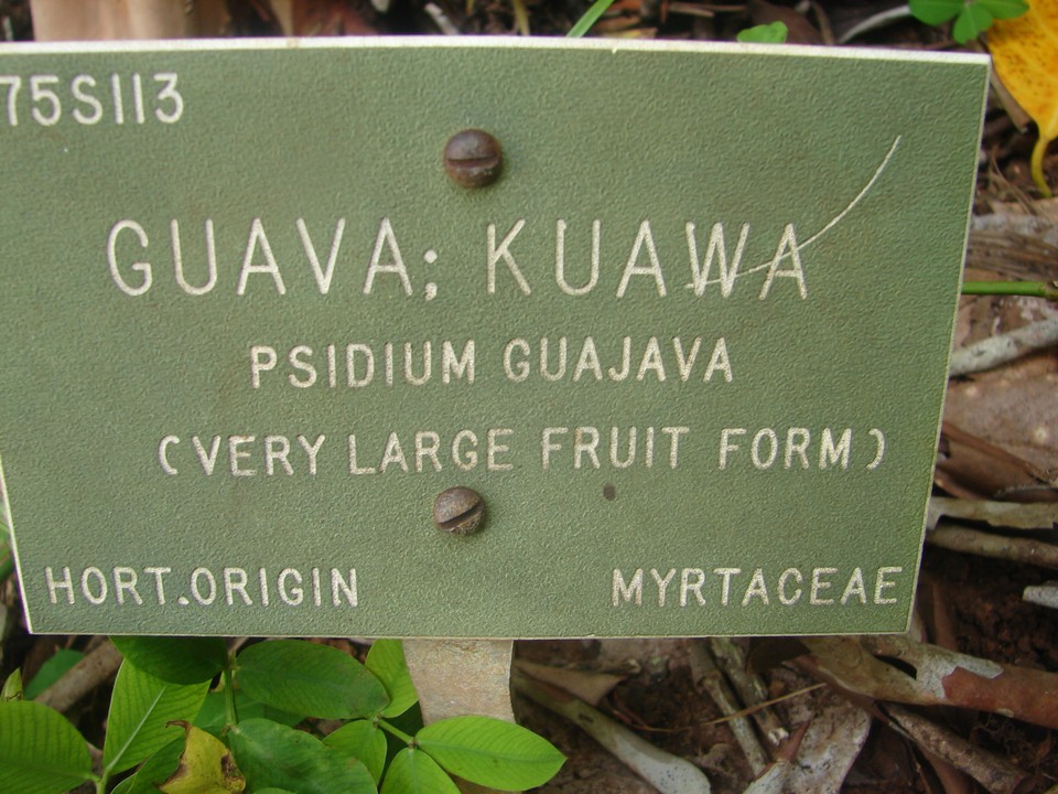TROPICAL GUAVA Psidium guajava Hawaii Kuawa Goiaba LIVE RARE FRUIT TREE ...