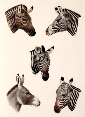 Quagga - Zebra - 1899 - Africa Illustration Poster | eBay