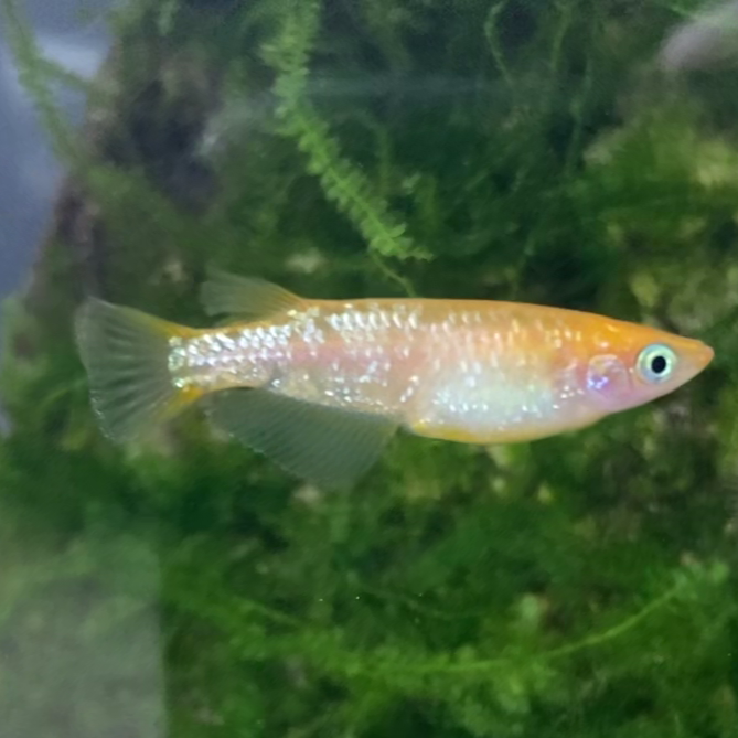 Lot of 8 Medaka, Red King Glitter Japanese Rice Fish, Easy Aquarium ...