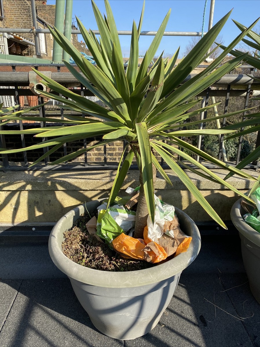 Yucca Plant Outdoor
