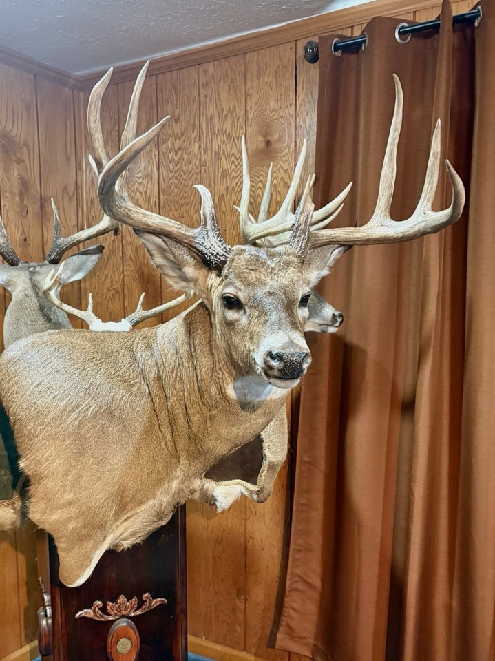 Multiple Whitetail Deer Mounts,Taxidermy,Cabin decor ,Pickup Only | eBay