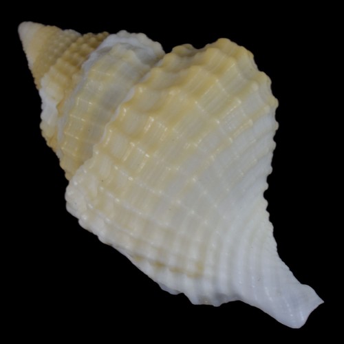 DISTORSIO DECIPIENS (Aliguay Isl., Philippines) 32.9mm #47372 | eBay