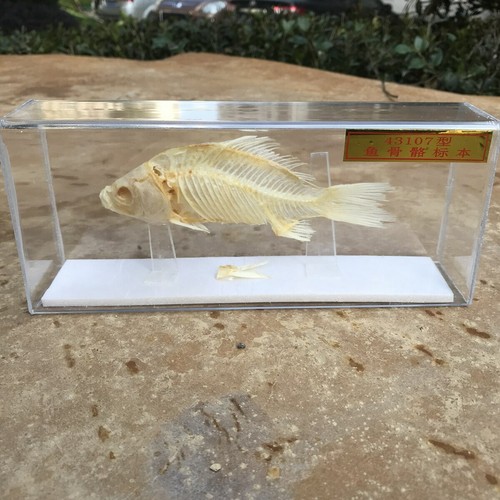 1 Pcs Taxidermy Fish Skull Specimen Real Bone Collection Teaching Model ...
