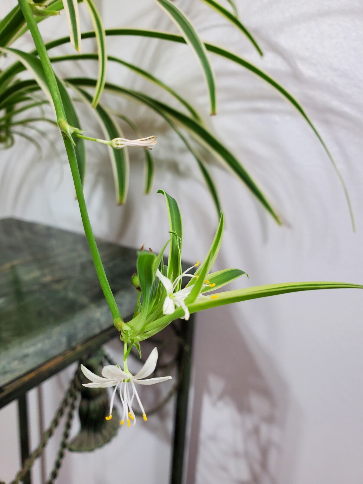 LIVE REVERSE VARIEGATED SPIDER PLANT WITH SPIDERETTE/S and/or FLOWERS ...