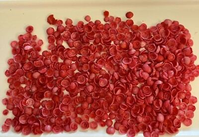 25 TINY Fuchsia Pink Shells BEAUTIFUL Small Vintage Sailors Valentine ...