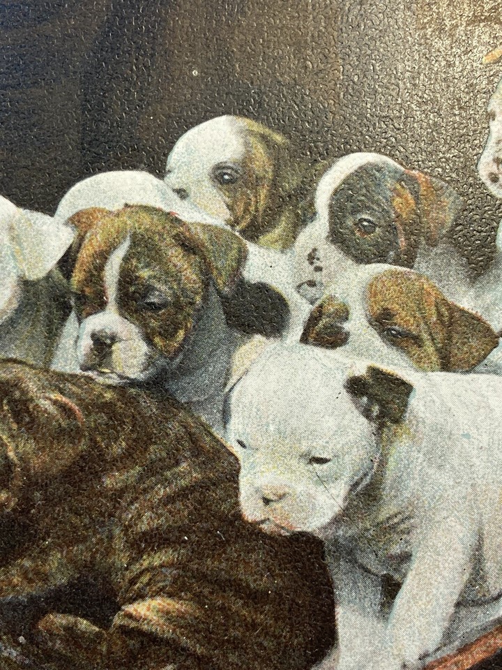 Tucks Post Card 1905 Puppydom Raphael Tuck Vintage Postcard UK Puppies ...