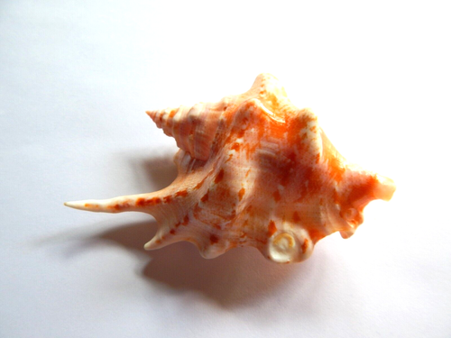 Strombus taurus, Beautiful Pattern, 91.52 mm, Guam Shell #3C | eBay