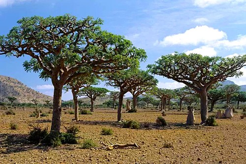 20 Frankincense Pine Tree Seeds - Sap used for Incense + Salve + Resin ...