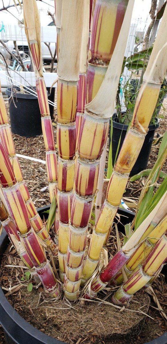 One Sugarcane