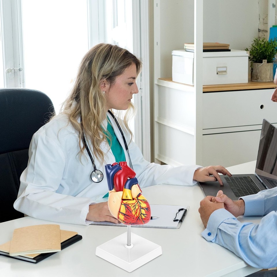 Human Heart Model, Anatomically Accurate Numbered 2-Part Life Size ...