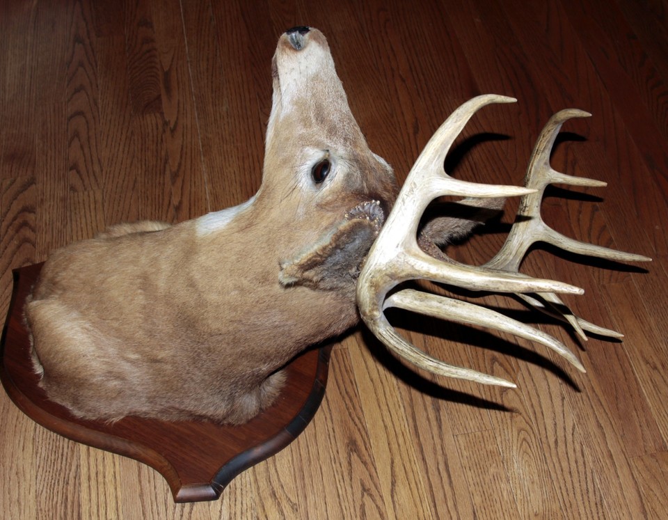 DADs TEN POINT DEER SHOULDER HEAD MOUNT 30-60 YRS OLD | eBay