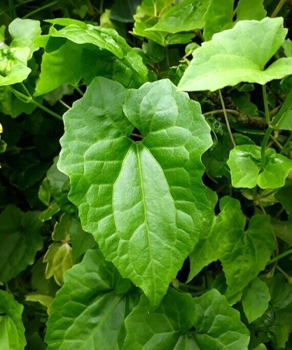 Dried Jamaican Guaco leaf,Roots micrantha Mikania Wildcrafted 100% ...