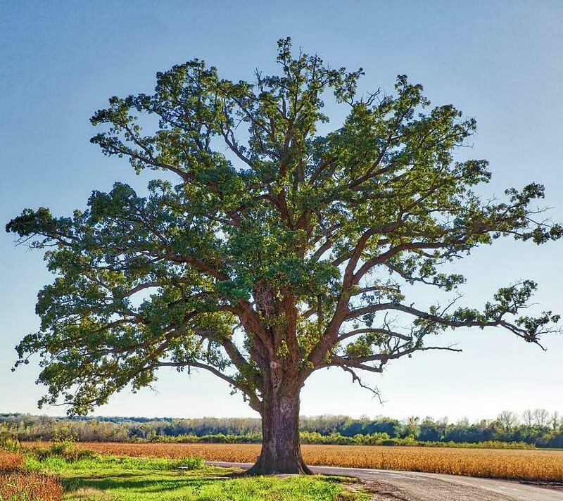 Quercus Macrocarpa Michx Bur Oak