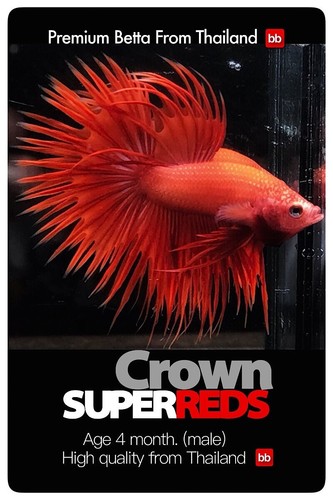 LIVE BETTA MALE CROWN TAIL SUPER REDS : Unique Fish | BOM-A255 | eBay