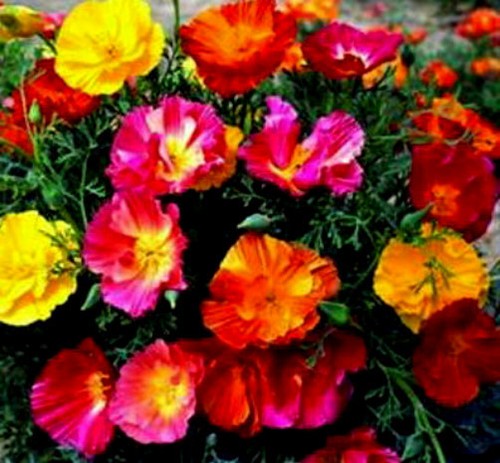 Mixed Poppy Seeds, Heirloom Mixed Poppies, Bulk Flower Seeds ...