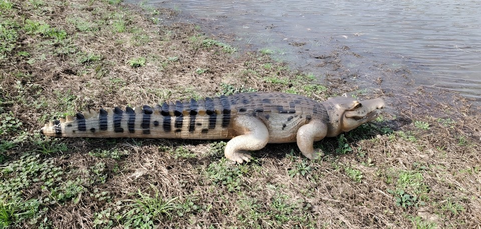 Large Alligator Statue - Life Size Caiman Alligator Statue - Realistic ...