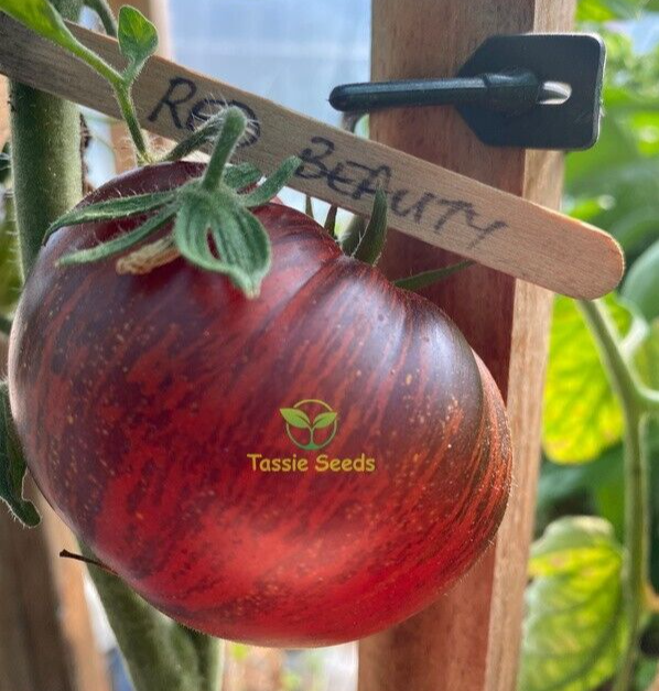 "Red Beauty" TOMATO - 15 Seeds Heirloom Organic Rare Tomatoes Tassie ...