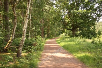 Photo 6x4 Dukeries Trail Budby NCN route 6 / Robin Hood Way / Dukeries ...