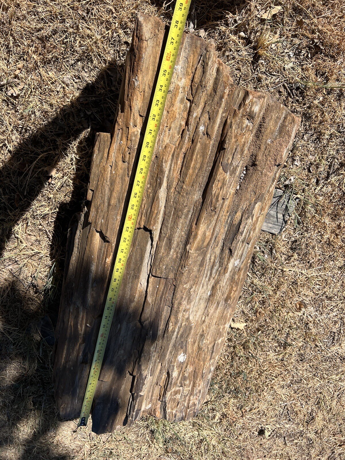 PETRIFIED LOG Large Piece | eBay