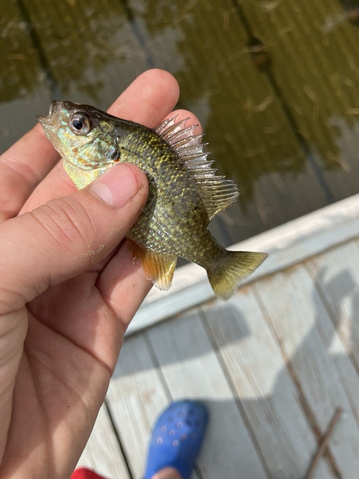 Bluegill Fish Taxidermy Wall Mount Specimen | eBay