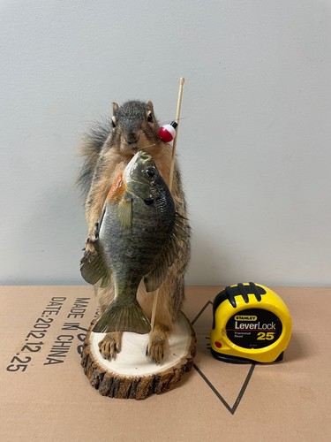 Taxidermy Very Nice "New" FISHING FOX SQUIRREL Mount with Blue Gill ...